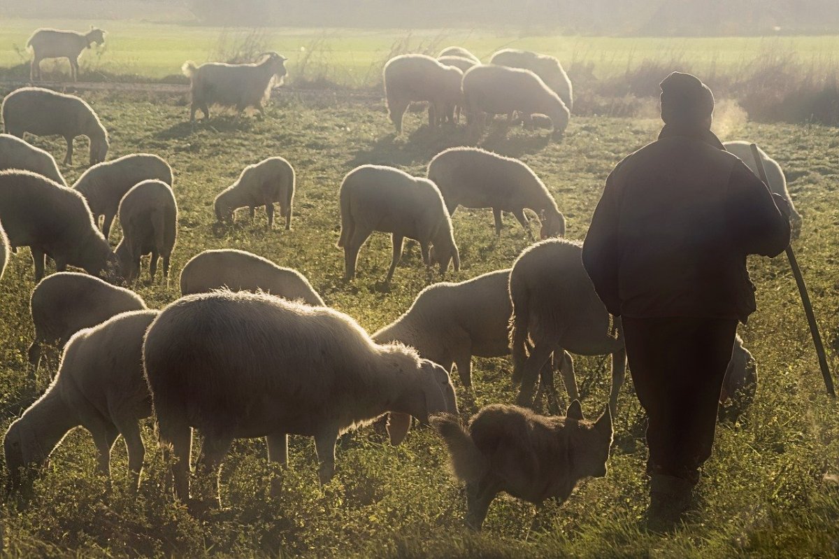 The Warrior Shepherd – Little Church Big Heart